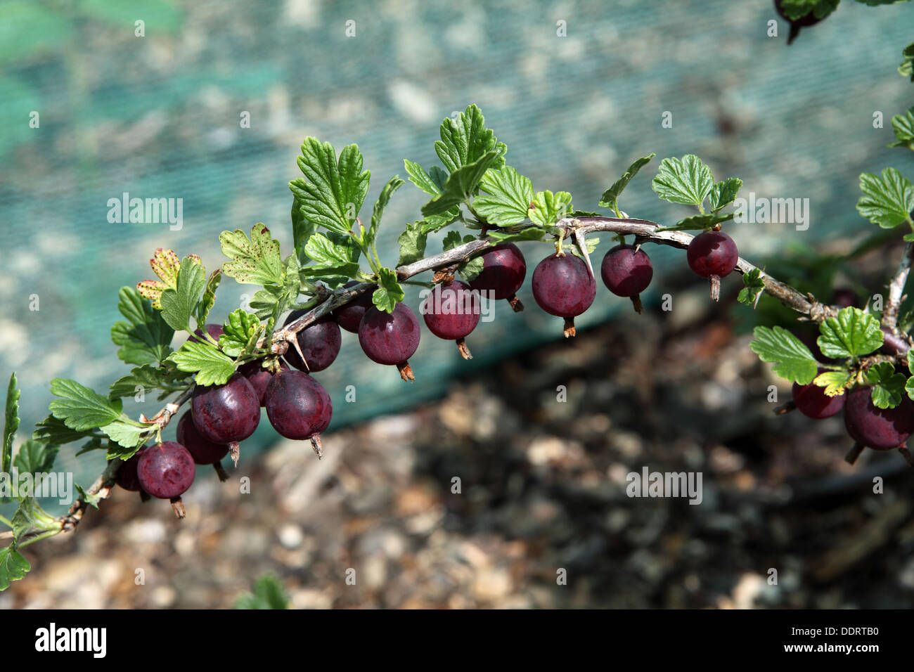 Gooseberries, 'Hinnomaki Red'. soft fruit, in a fruit cage. Leaf spot ...