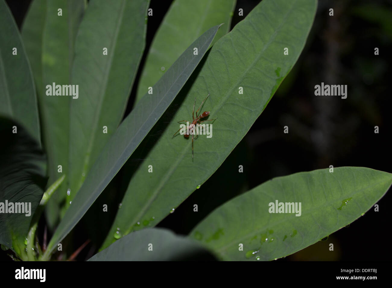 leaf green beautiful ant Stock Photo - Alamy