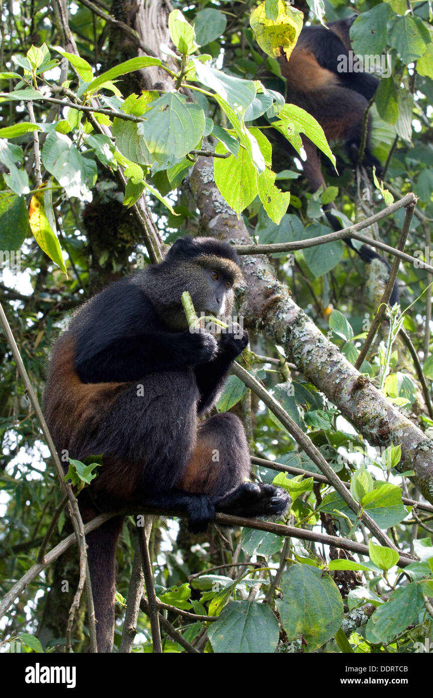 Golden Monkey primate endangered species sat alert among the its native ...