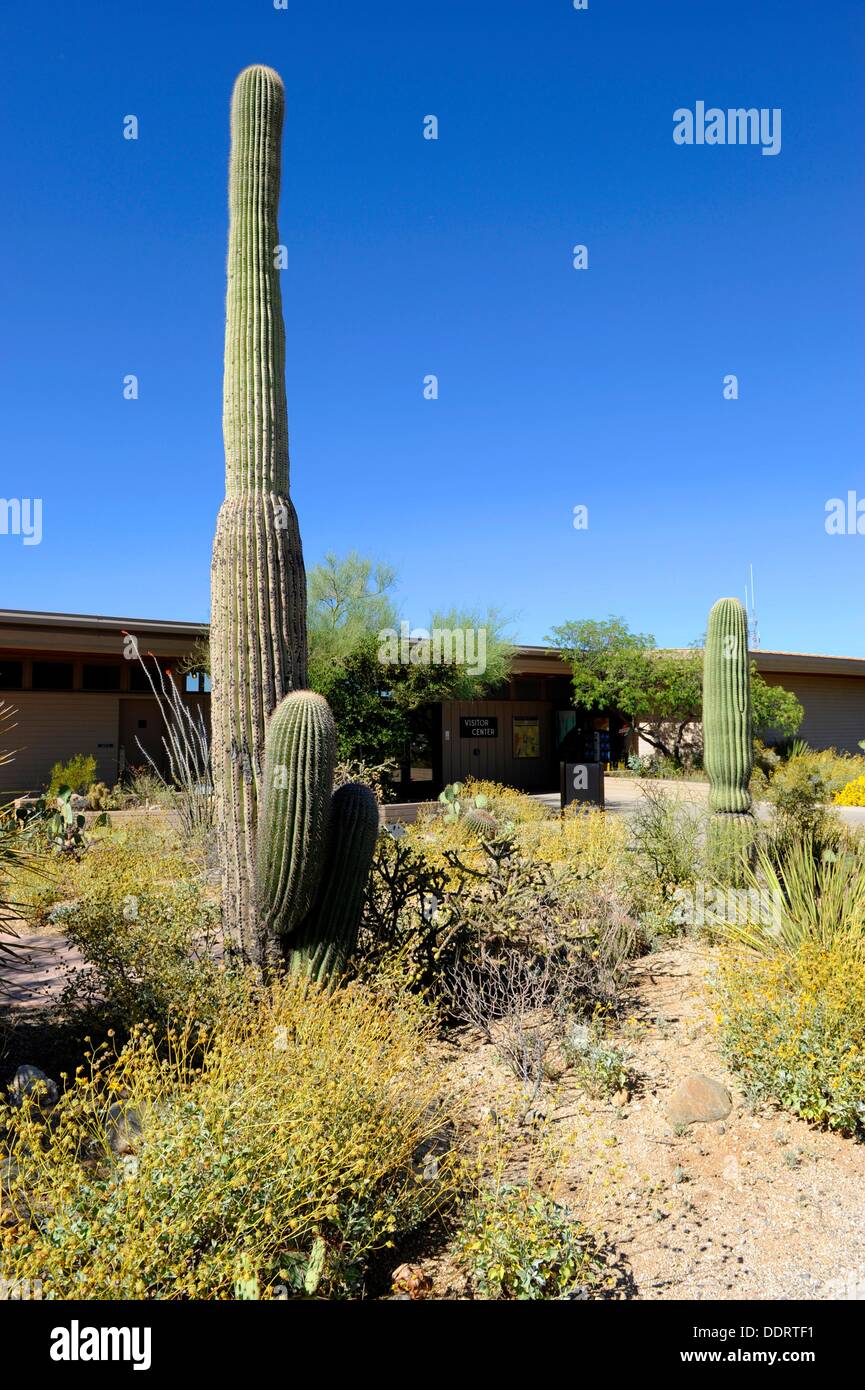 Save Cactus High Resolution Stock Photography and Images - Alamy