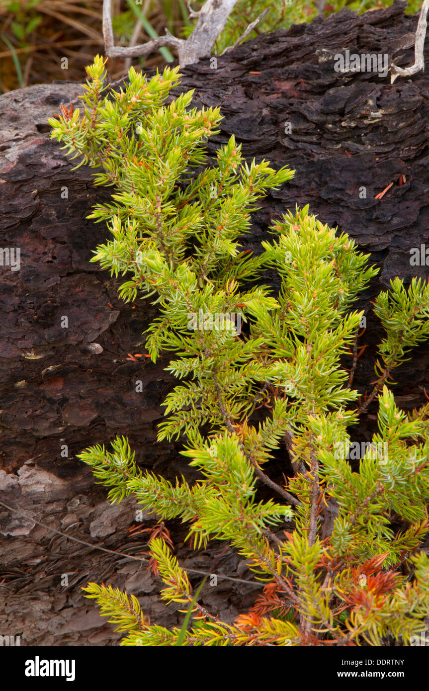 Ground juniper juniperus hi-res stock photography and images - Alamy