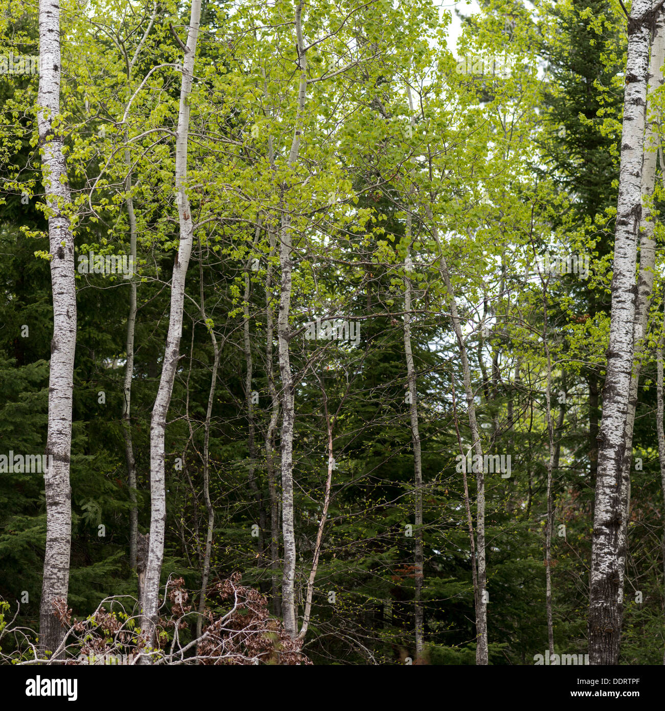 Birch trees in a forest, Lake of The Woods, Ontario, Canada Stock Photo ...