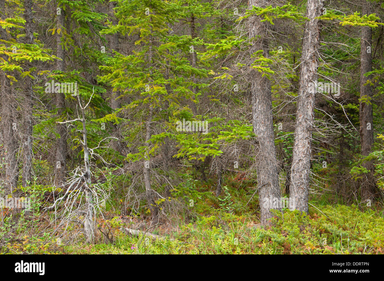 Forest along Warden Lake Trail, Banff National Park, Alberta, Canada ...