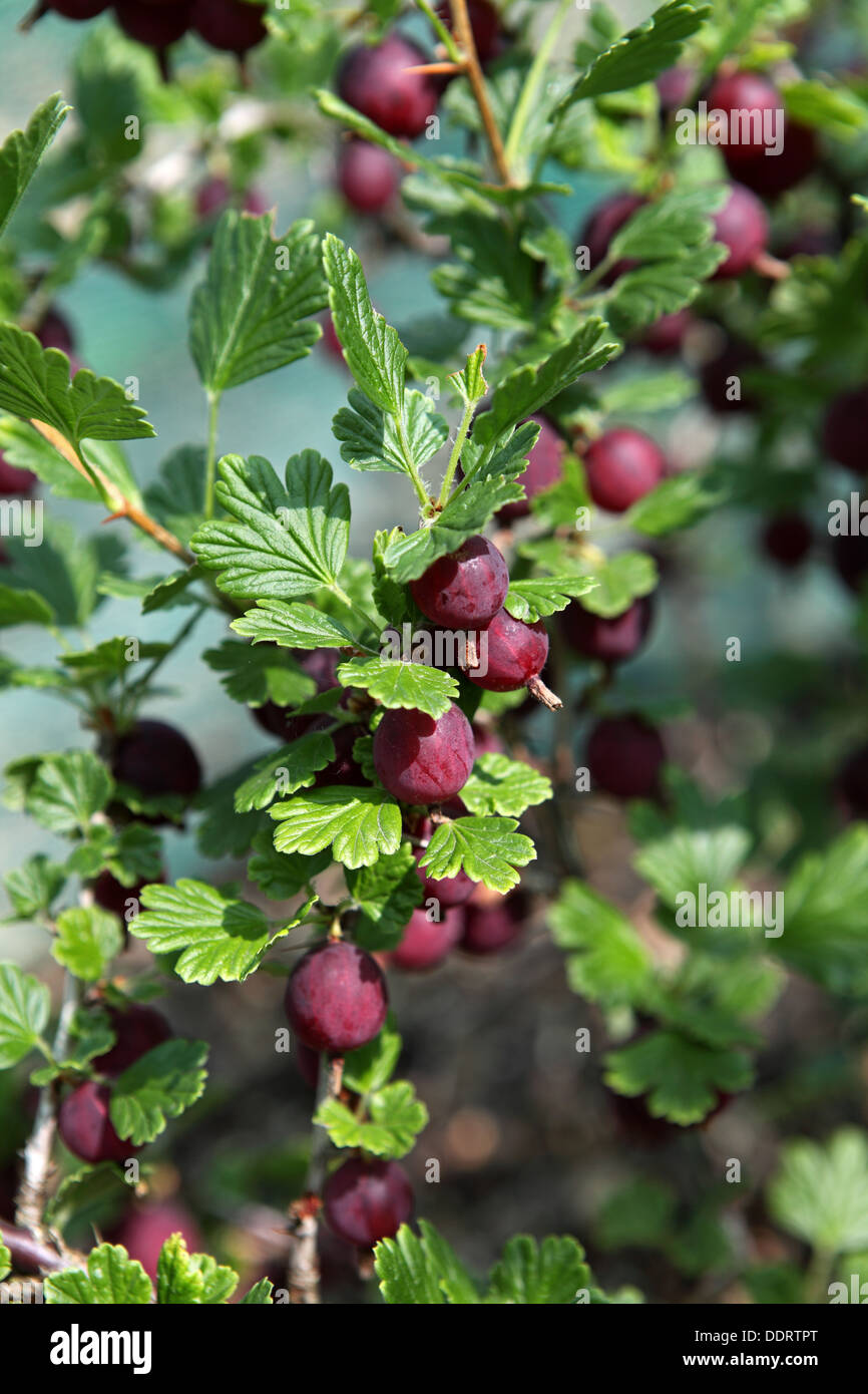 Gooseberry fruit bush close hi-res stock photography and images - Alamy