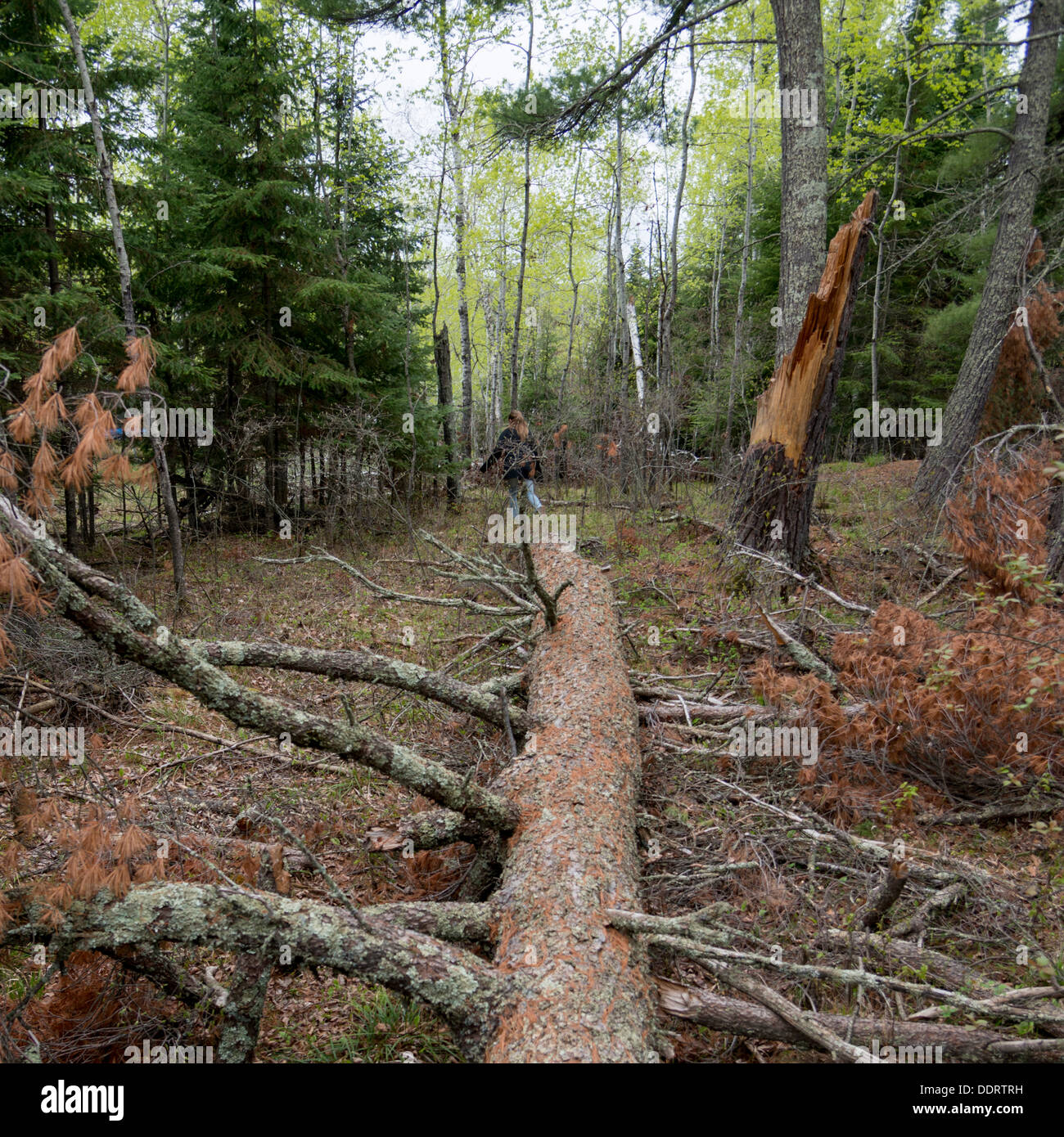 Fallen tree in a forest, Lake of The Woods, Ontario, Canada Stock Photo ...