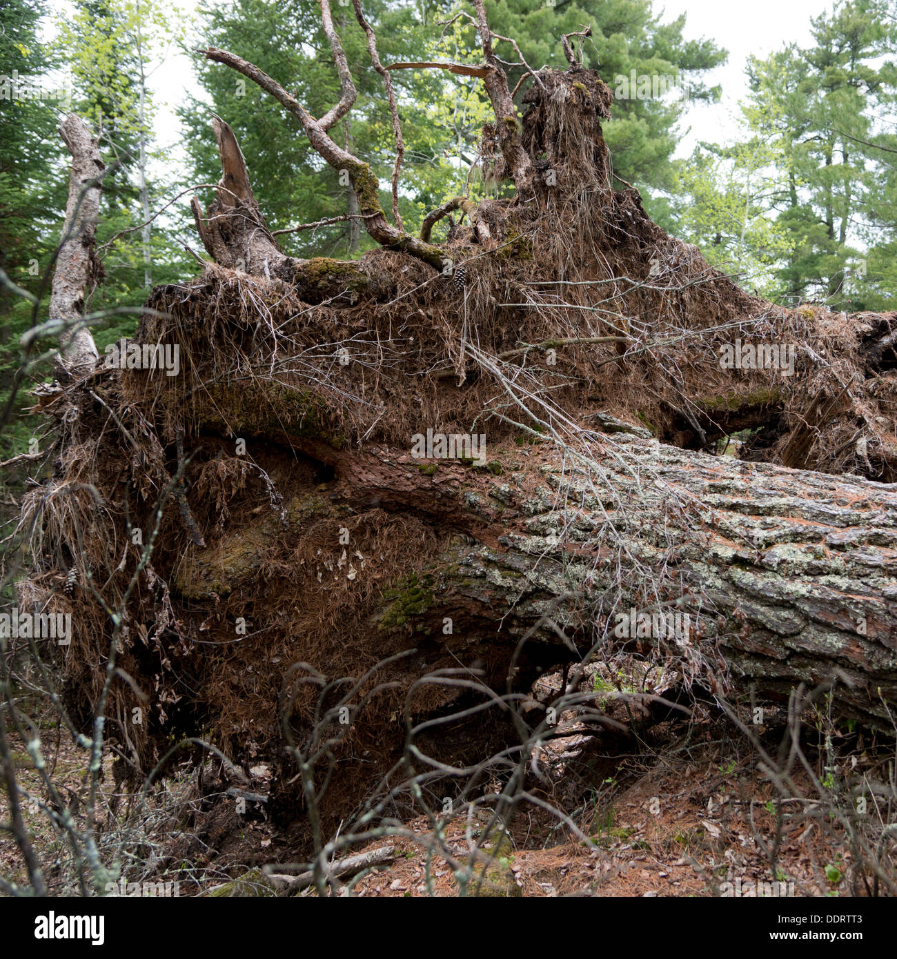 Uprooted tree in a forest, Lake of The Woods, Ontario, Canada Stock ...
