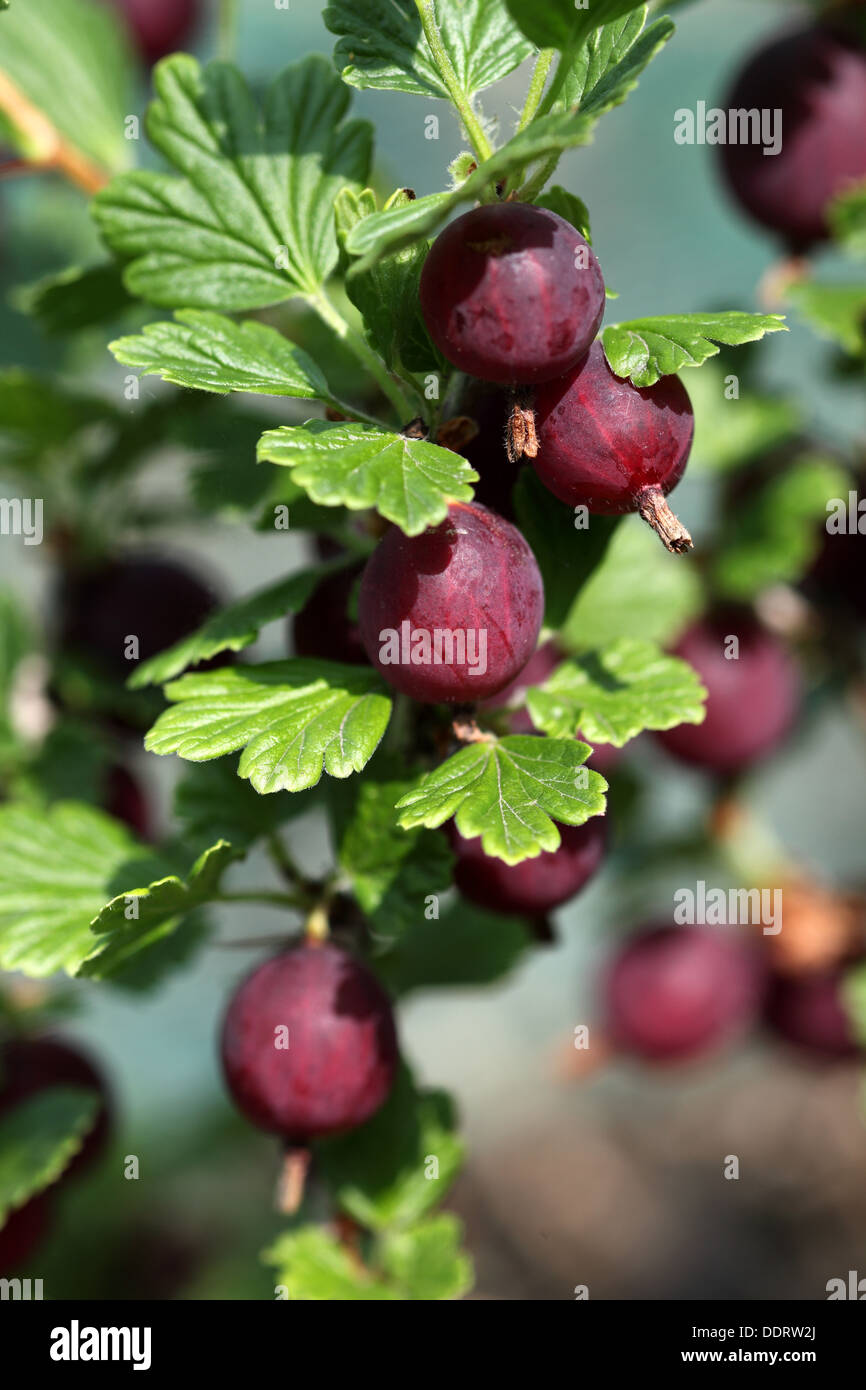 Gooseberry hinnomaki red hi-res stock photography and images - Alamy