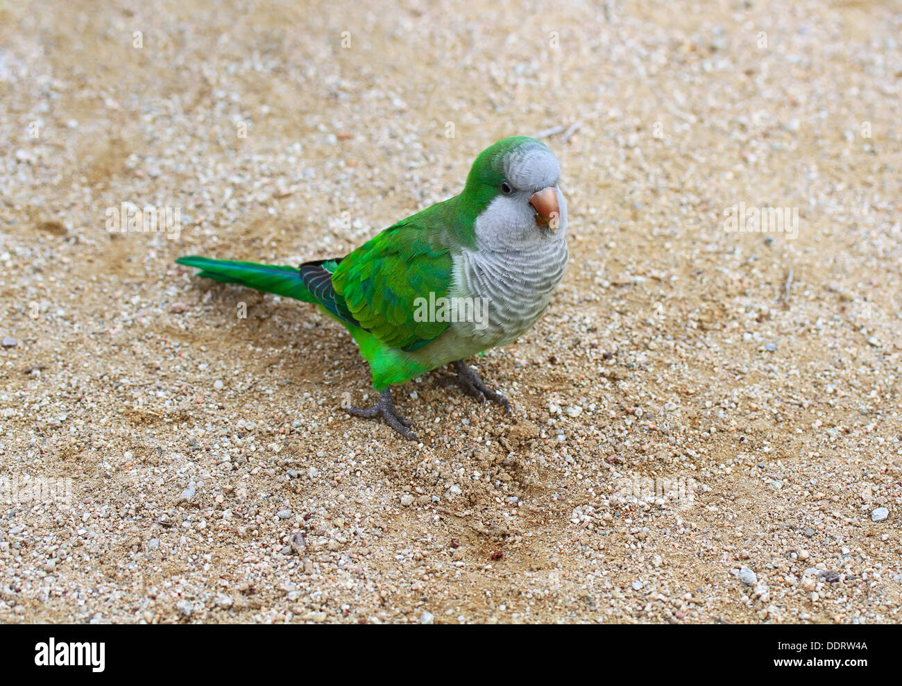 Parrot of Barcelona, Spain Stock Photo - Alamy