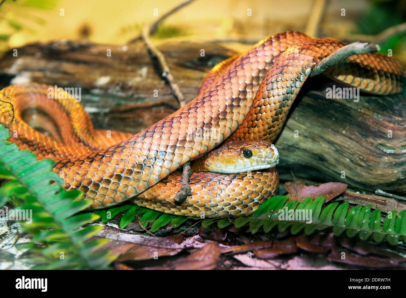 Rat snake everglades hi-res stock photography and images - Alamy