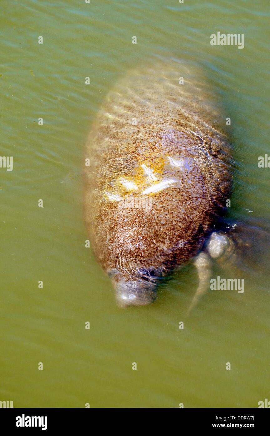 Boat strike propeller scar hi-res stock photography and images - Alamy