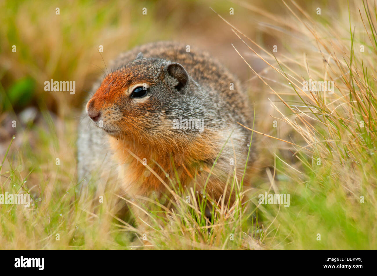 Columbian ground squirrel (Urocitellus columbianus), Banff National ...
