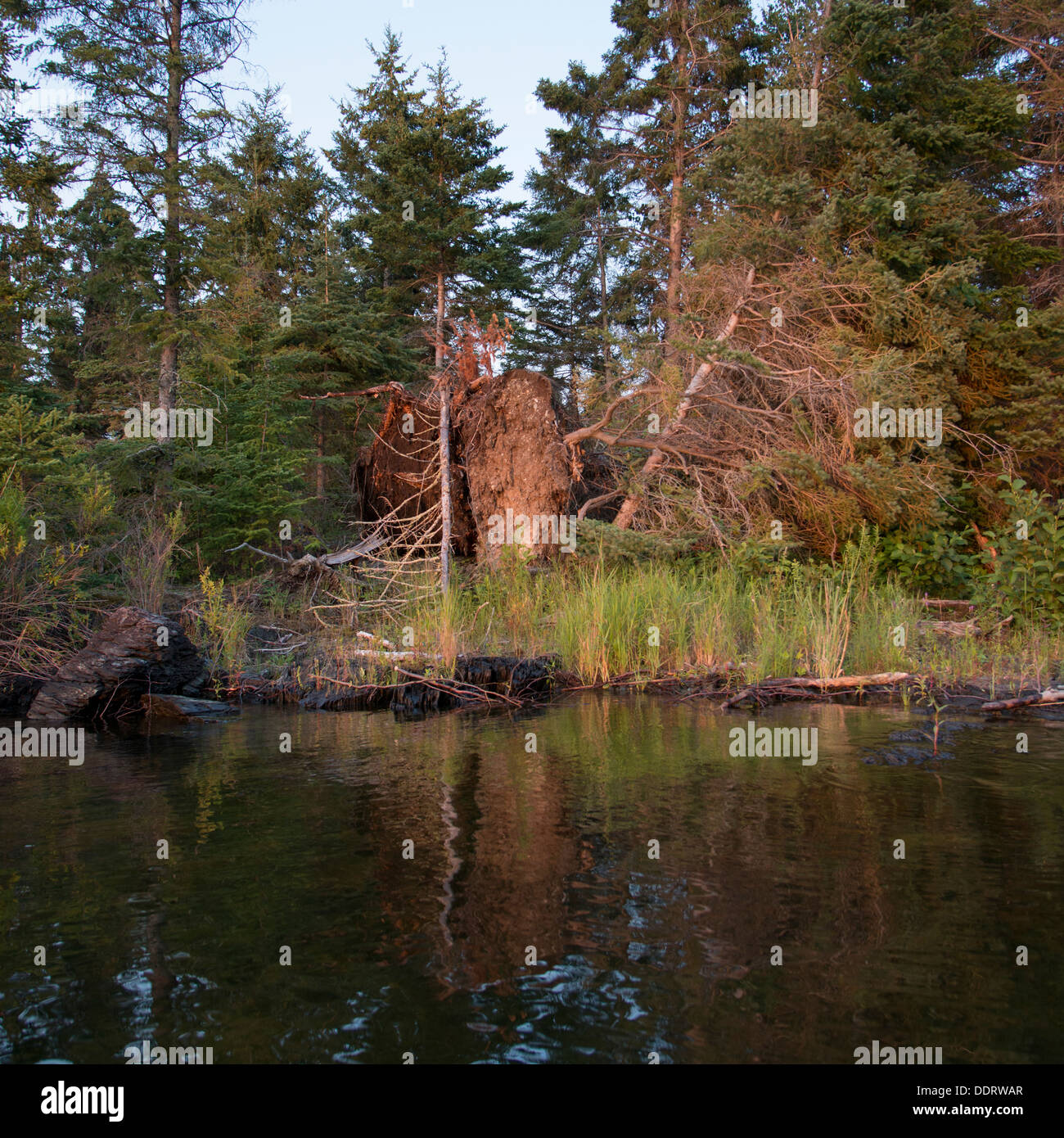 Reflection of trees along shoreline, Lake of The Woods, Ontario, Canada ...