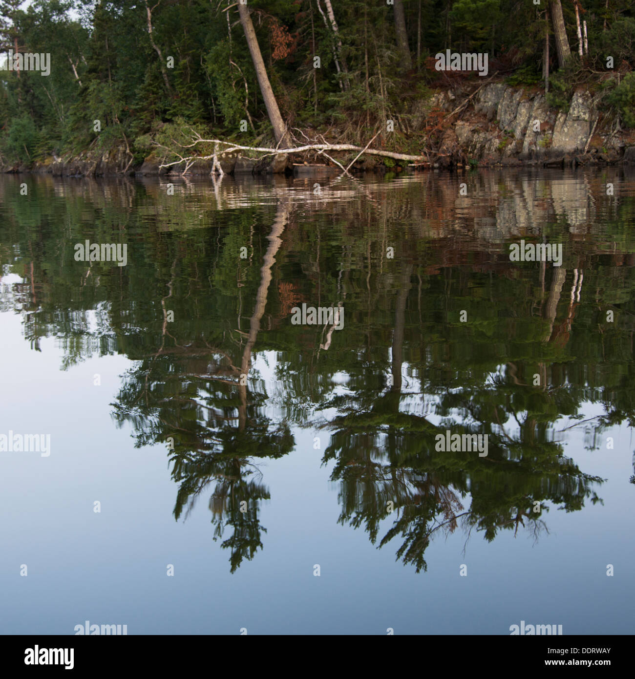 Reflection of trees along shoreline, Lake of The Woods, Ontario, Canada ...
