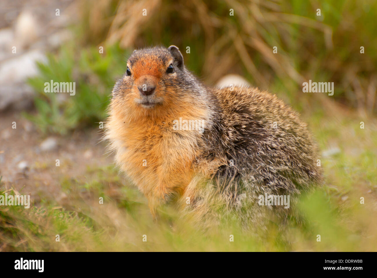 Columbian ground squirrel (Urocitellus columbianus), Banff National ...