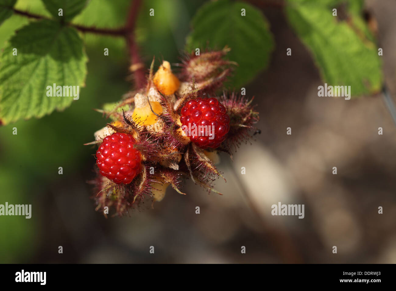 Wineberry hi-res stock photography and images - Alamy