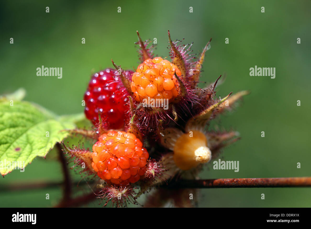 Wineberry hi-res stock photography and images - Alamy