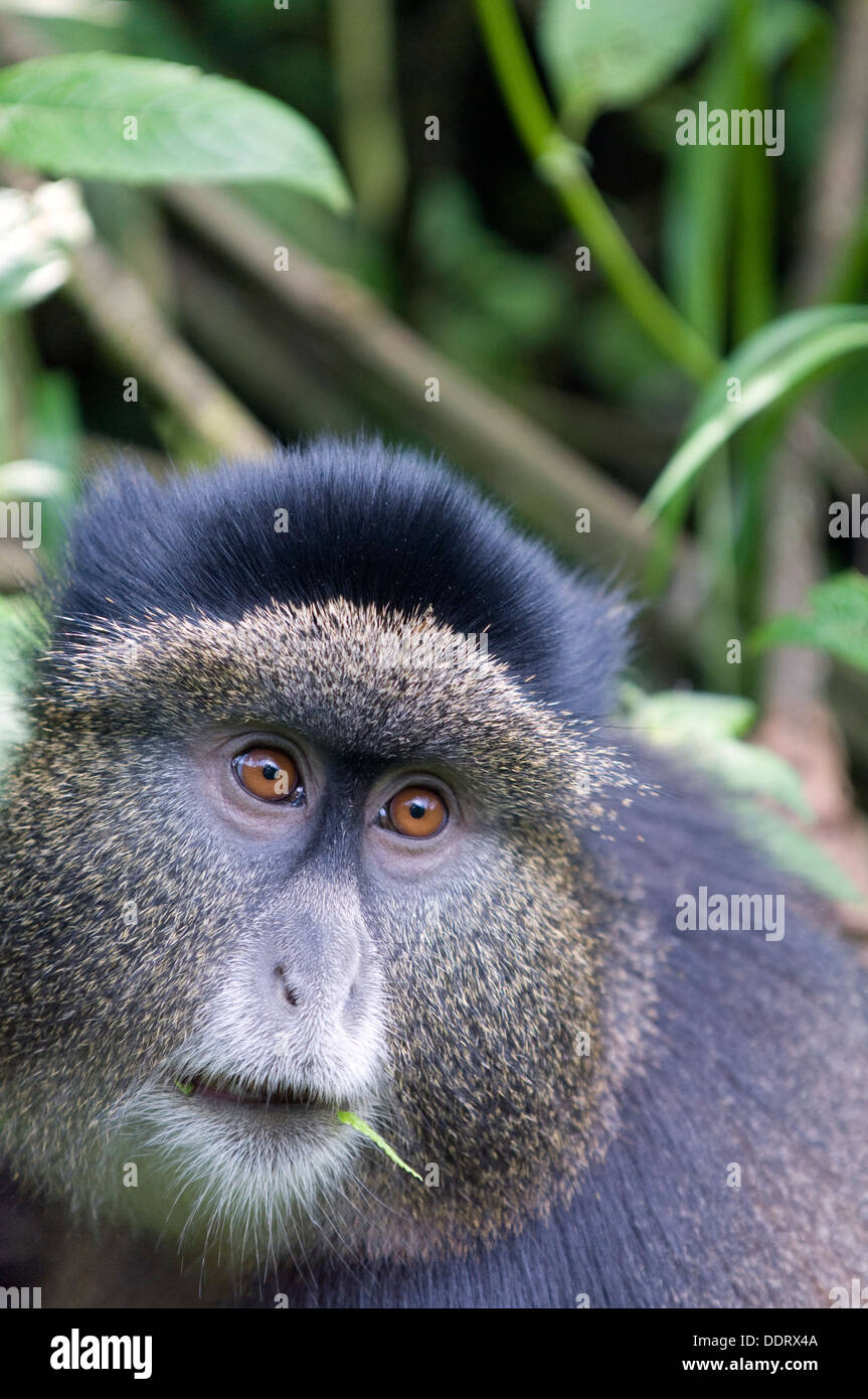 Golden Monkey primate endangered species sat alert among the its native ...