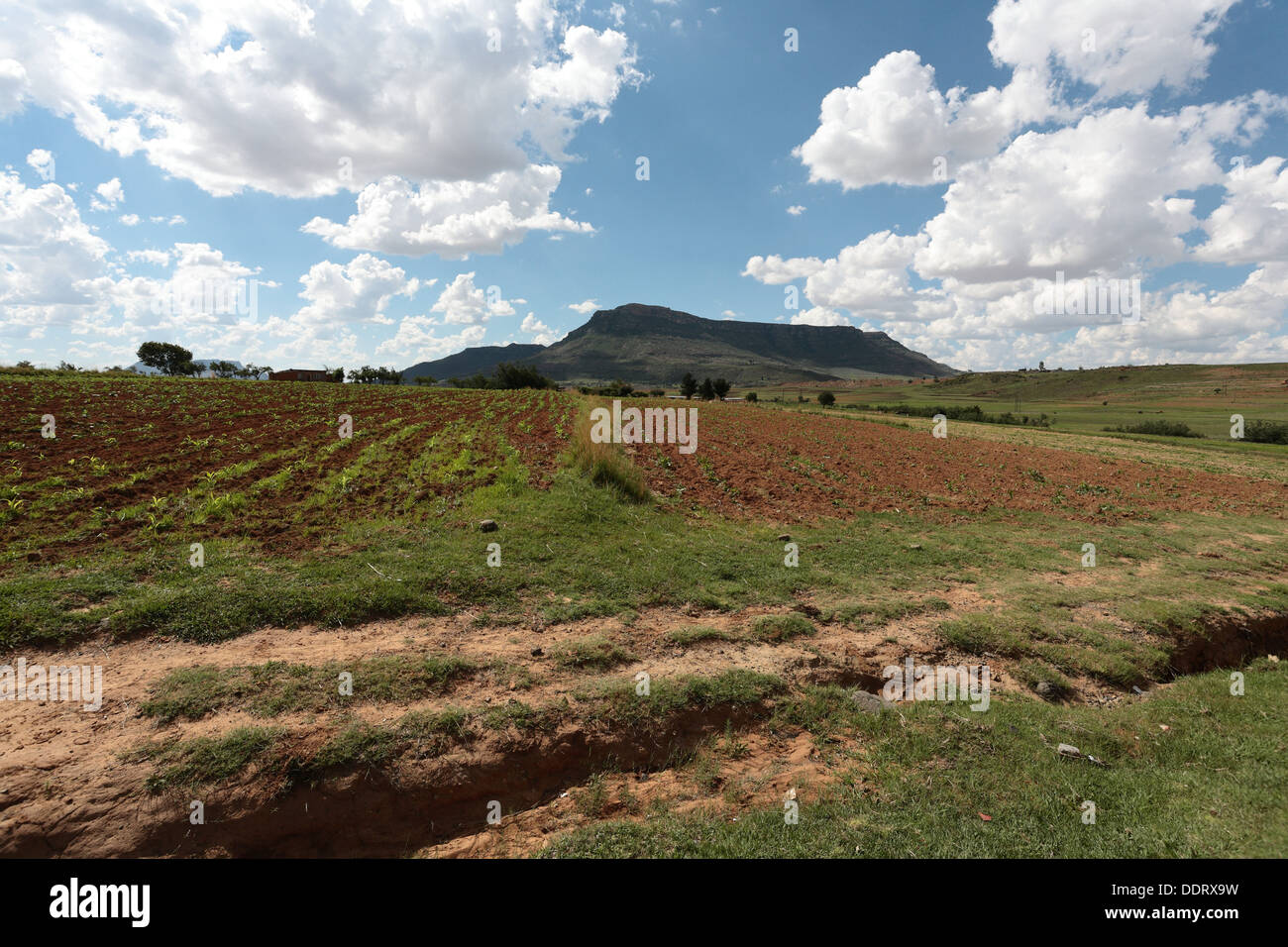 Agriculture in lesotho hi-res stock photography and images - Alamy