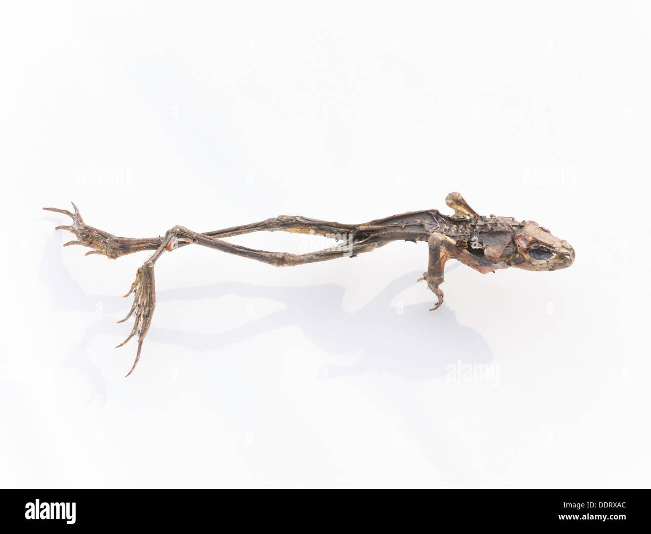 Skeletal remains of a common frog, Rana temporaria, also known as the ...
