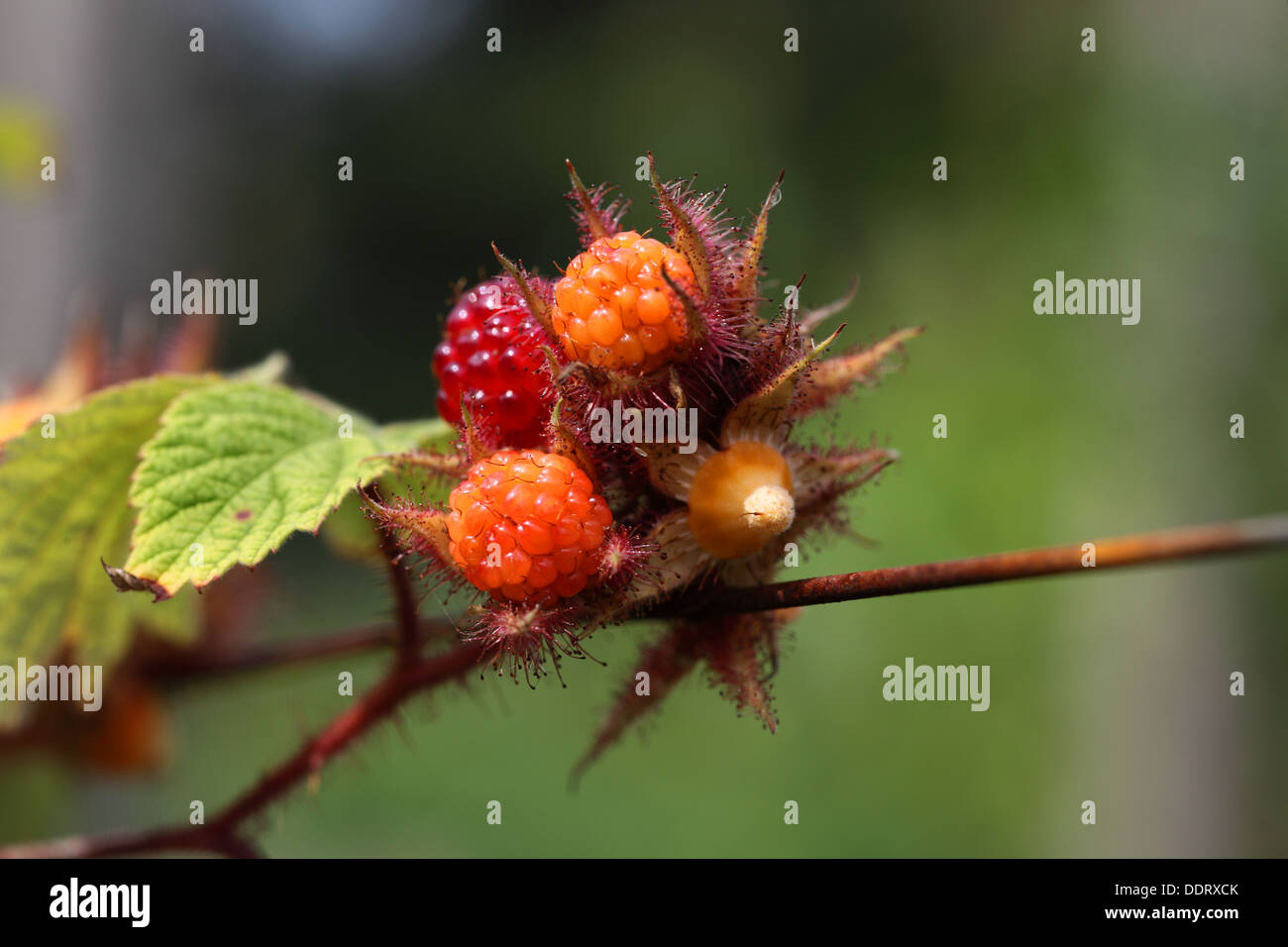 Wineberry hi-res stock photography and images - Alamy