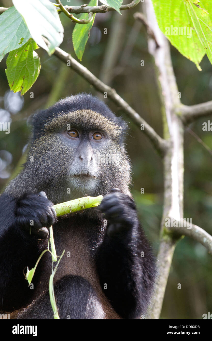 Golden Monkey primate endangered species sat alert among the its native ...