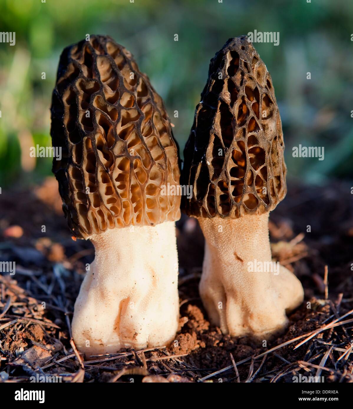 Morchella conica hi-res stock photography and images - Alamy