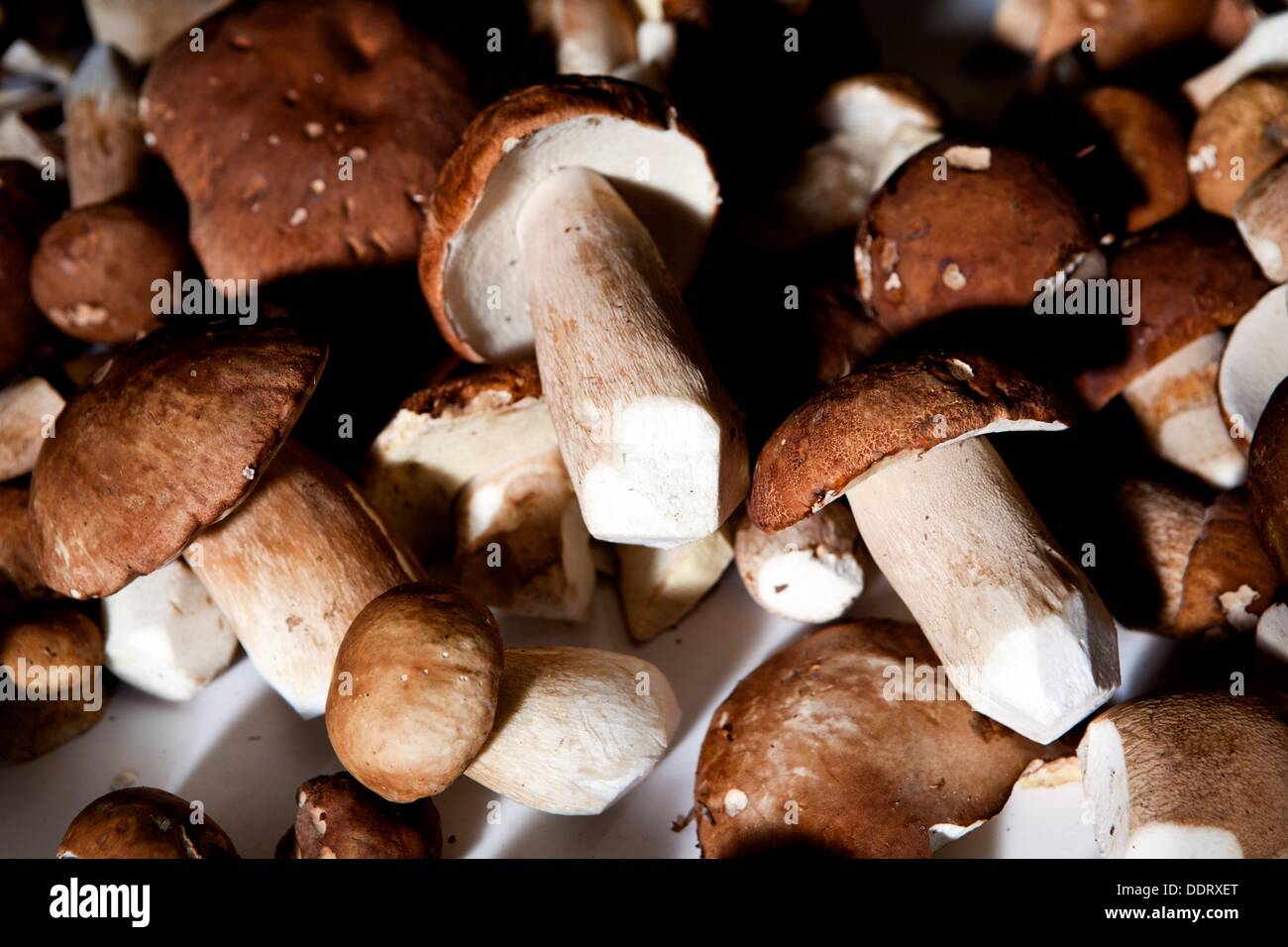 Reticulatus hi-res stock photography and images - Alamy