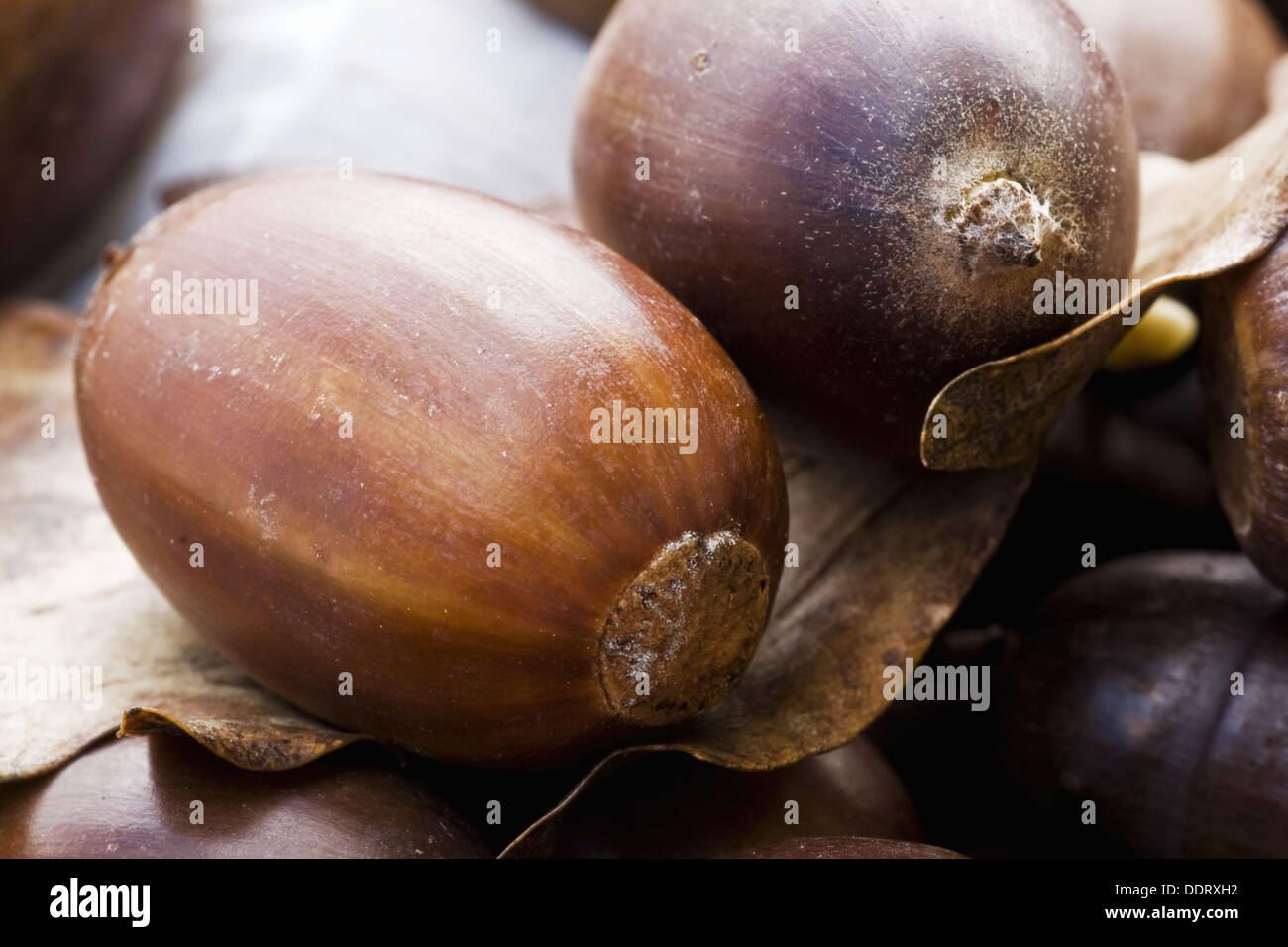 Fruits of oak tree hi-res stock photography and images - Alamy