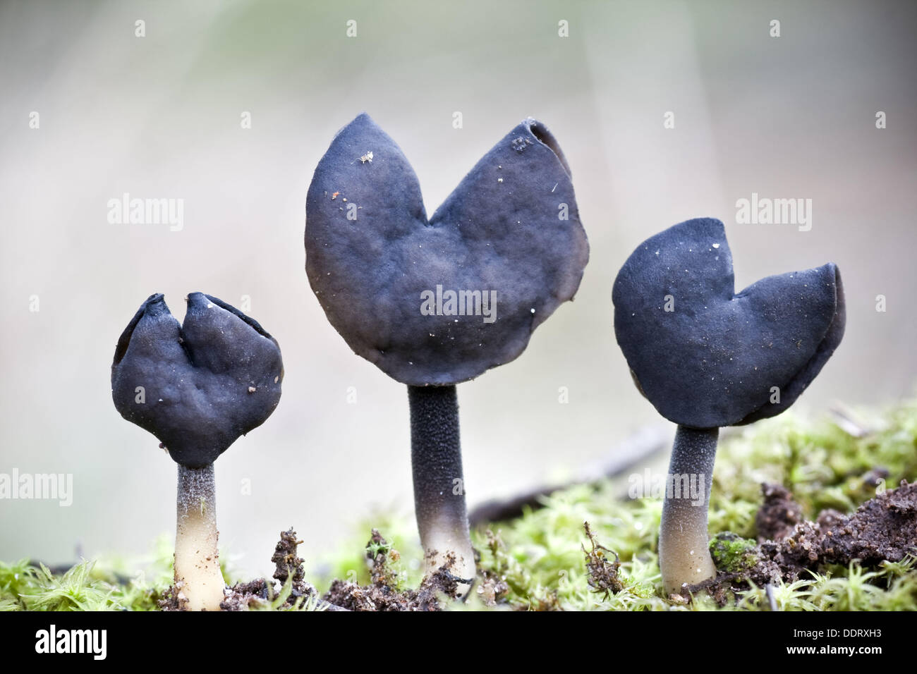 Helvella atra hi-res stock photography and images - Alamy