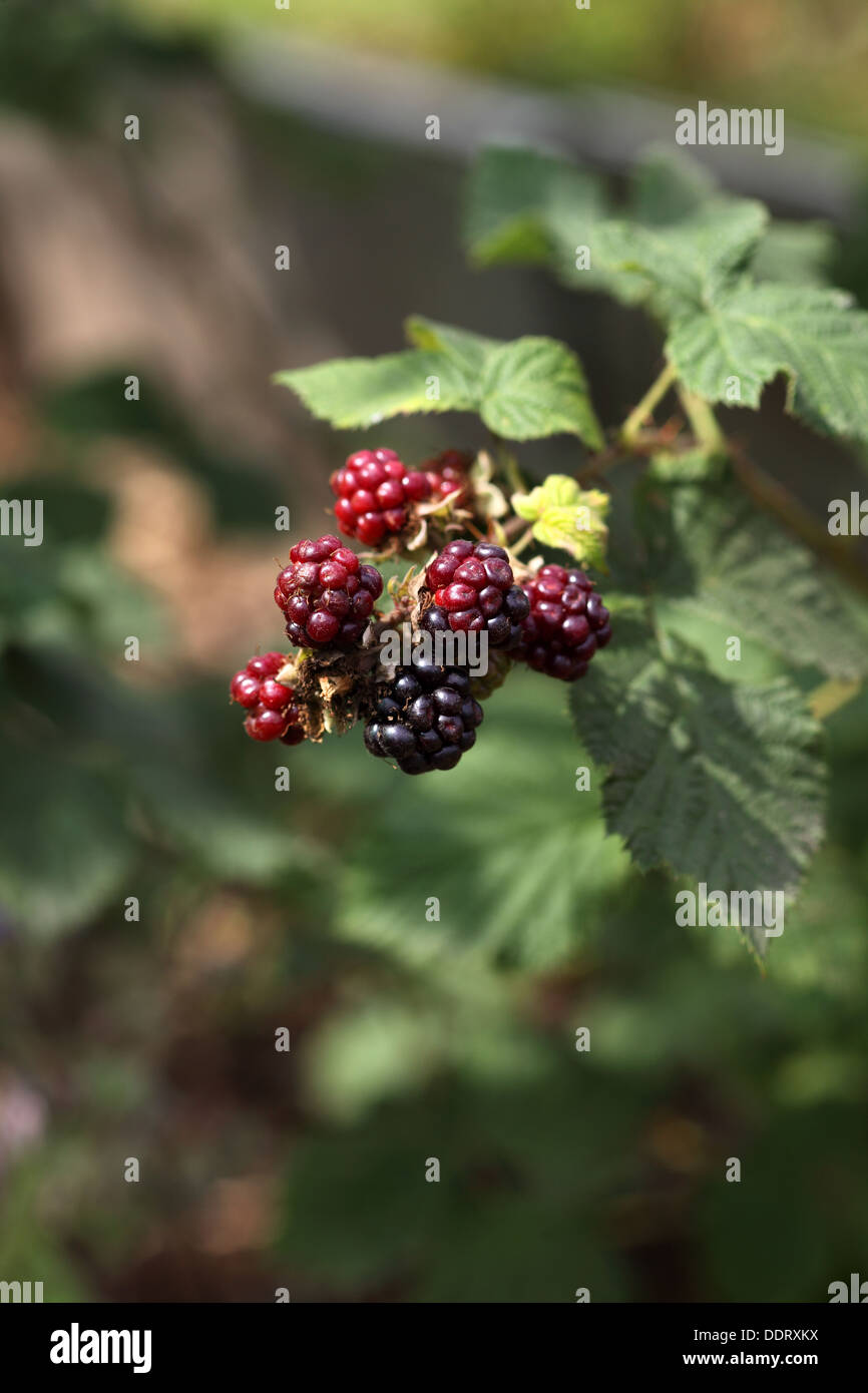 Boatsberry, a hybrid cultivar between a raspberry and a blackberry ...