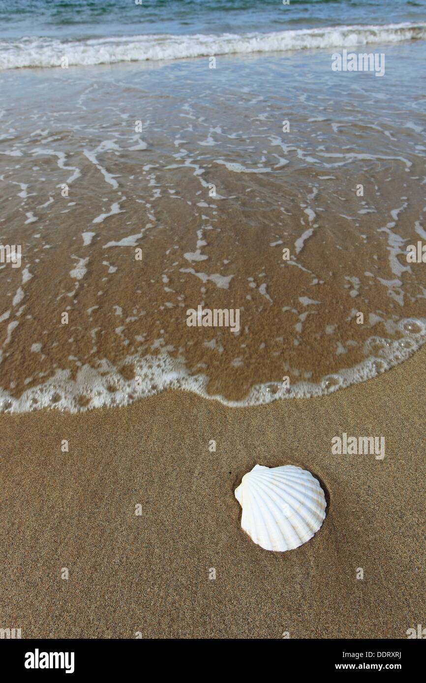 shell on sandy beach, Sutherland, Scotland Stock Photo - Alamy