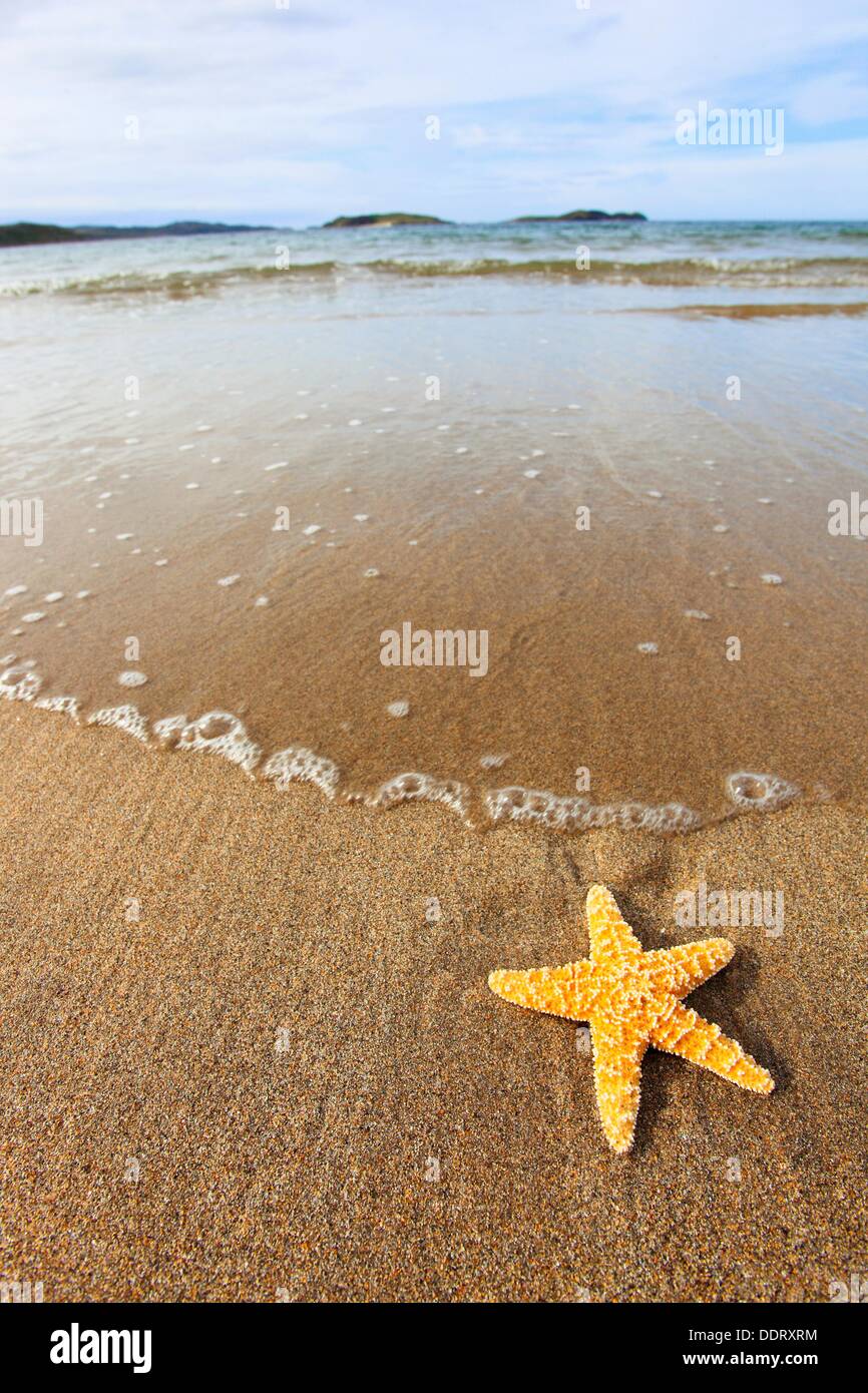 sea star on sandy beach, Sutherland, Scotland Stock Photo - Alamy