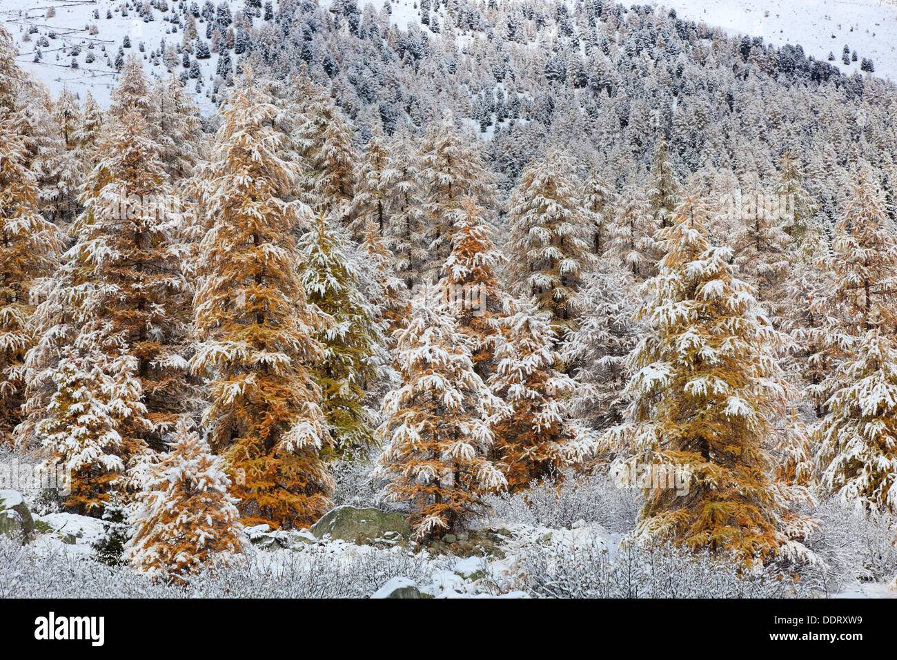 Lark Trees High Resolution Stock Photography and Images - Alamy