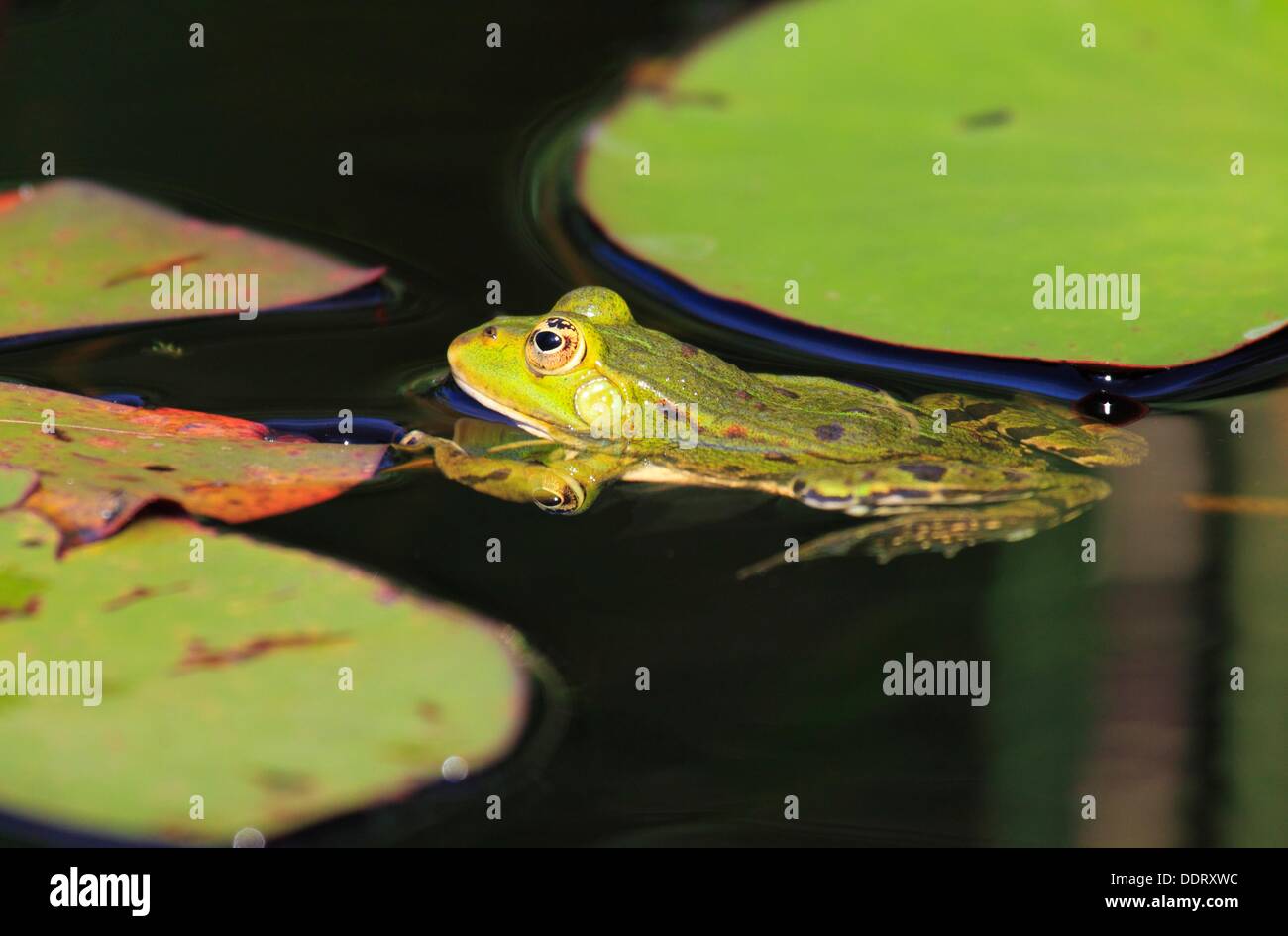 Common Pool Frog, Rana esculenta, Switzerland Stock Photo - Alamy