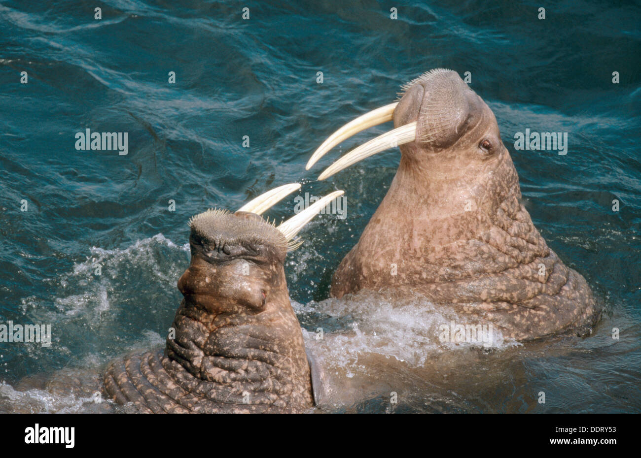 Walrus Open Mouth High Resolution Stock Photography and Images - Alamy