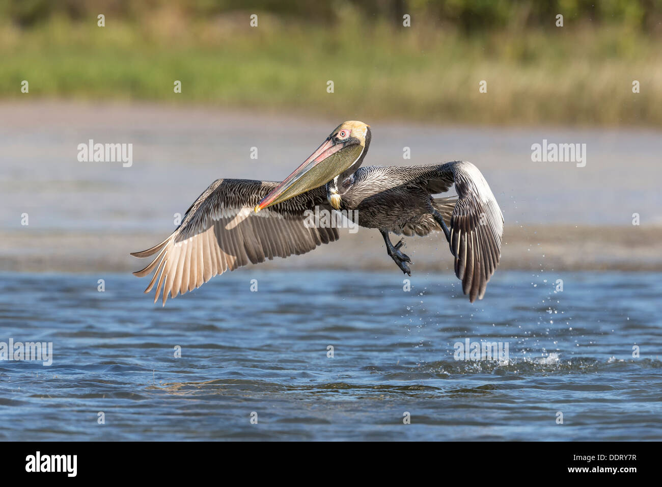 Brown Pelican hunting along a coastal lagoon Stock Photo - Alamy