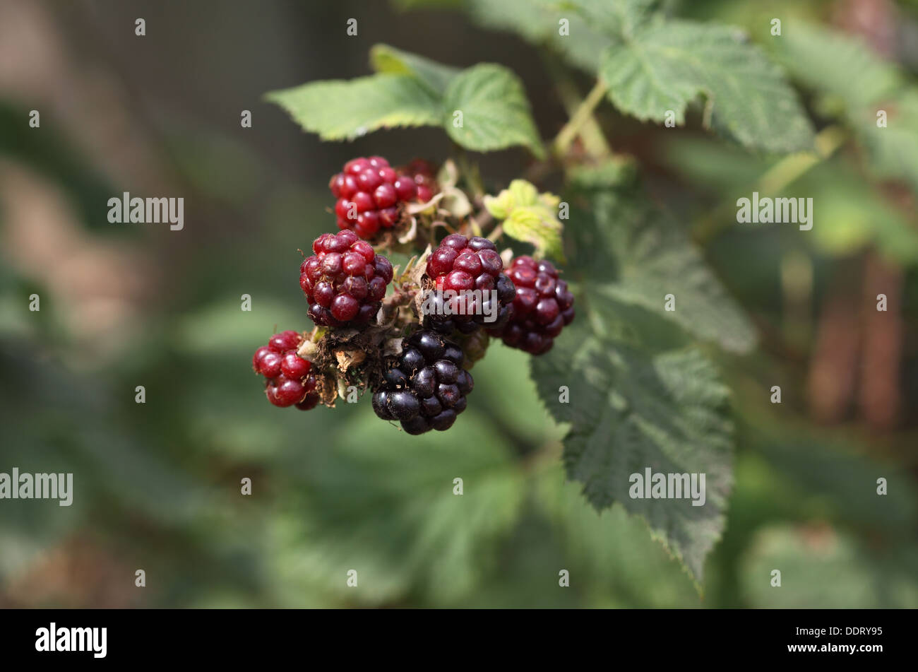 Boatsberry, a hybrid cultivar between a raspberry and a blackberry ...