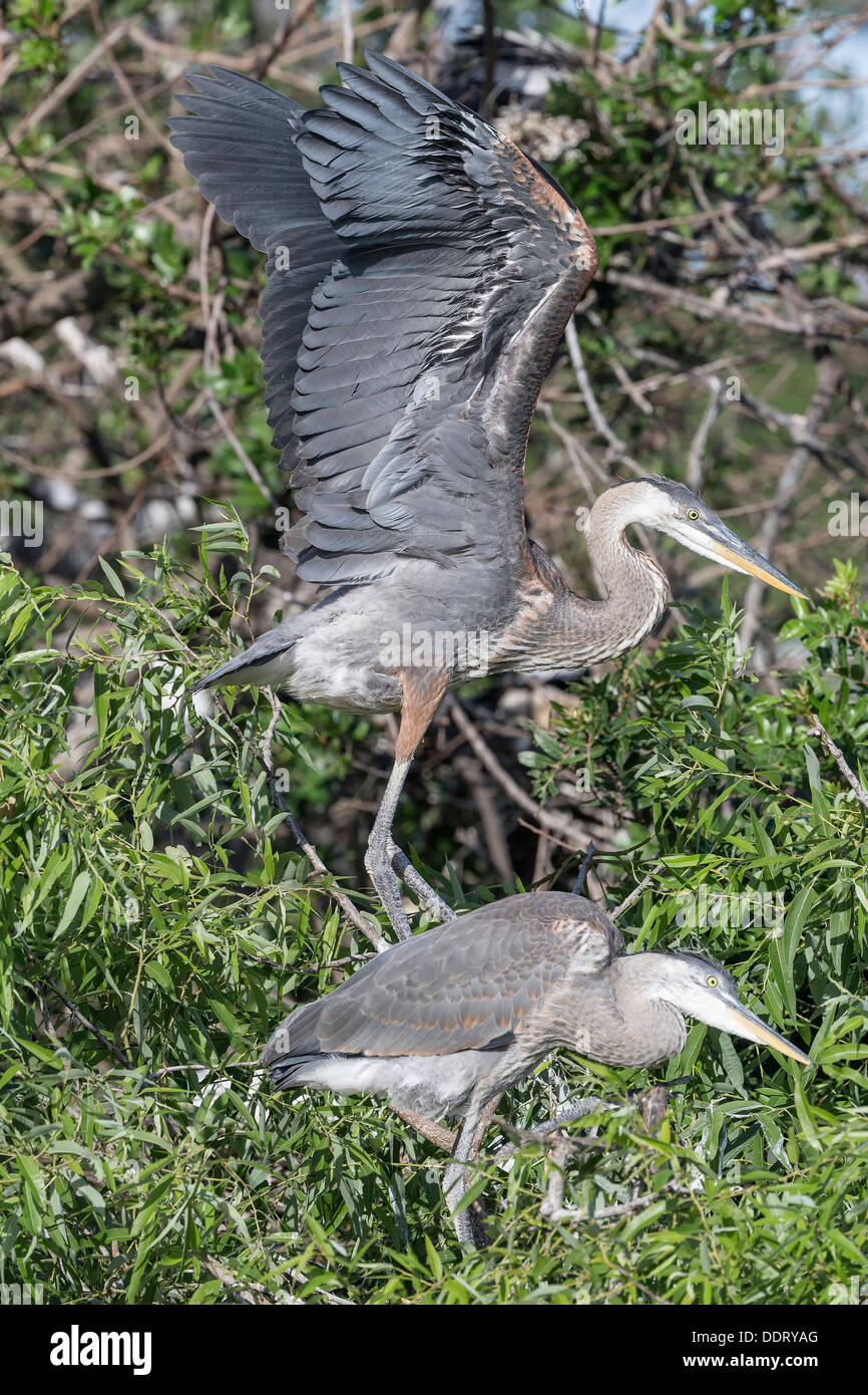 Great blue heron pair hi-res stock photography and images - Alamy