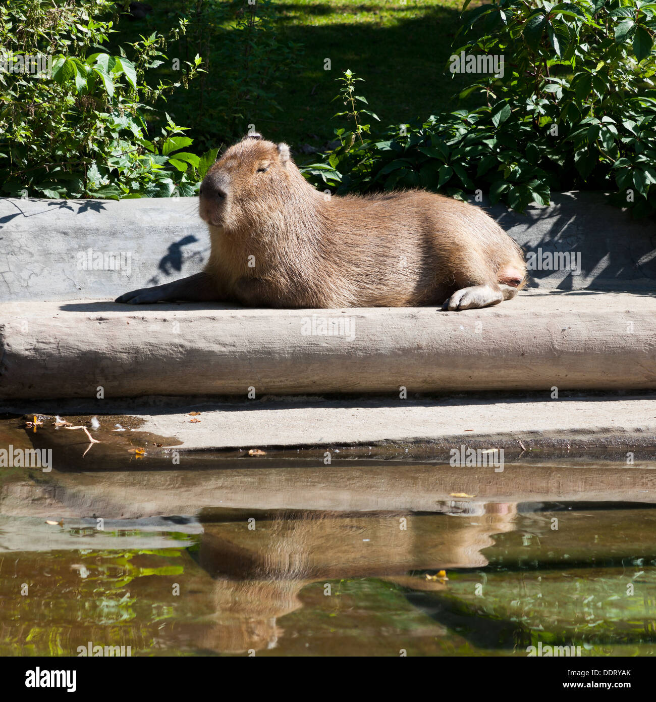 capybara is basking in sun outdoors Stock Photo - Alamy