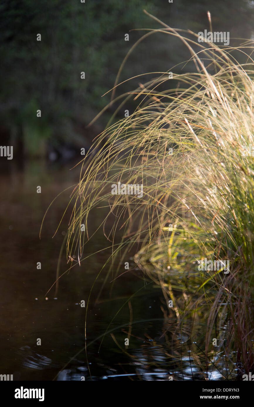 Reed growing at the lakeside, Lake of The Woods, Keewatin, Ontario ...