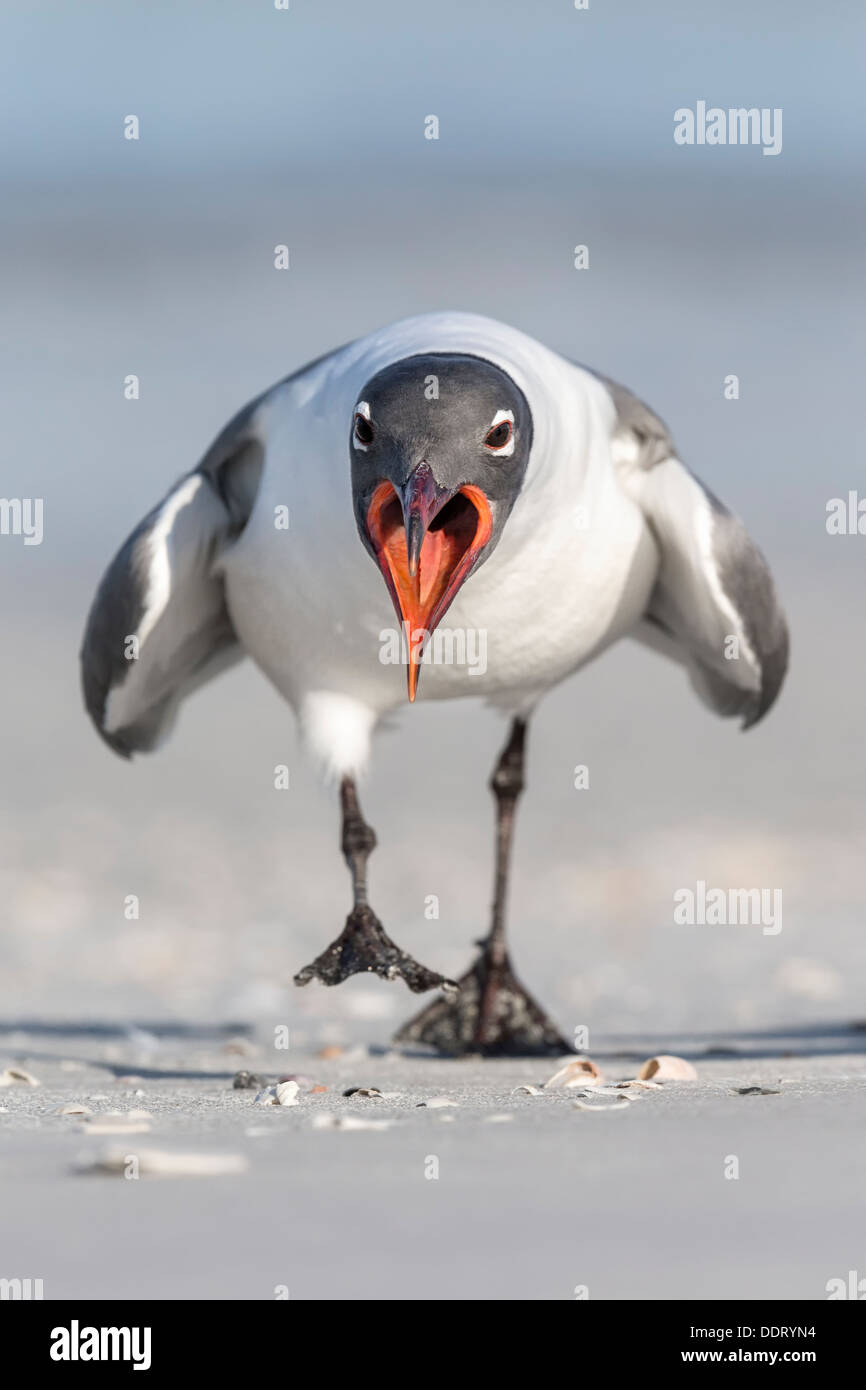 Laughing Gull aggression Stock Photo - Alamy