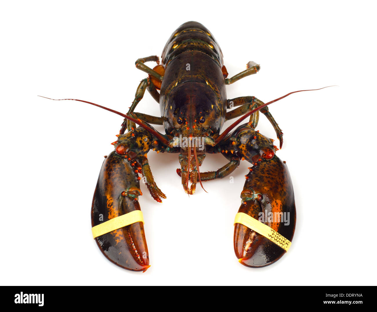Living lobster isolated on white background Stock Photo - Alamy