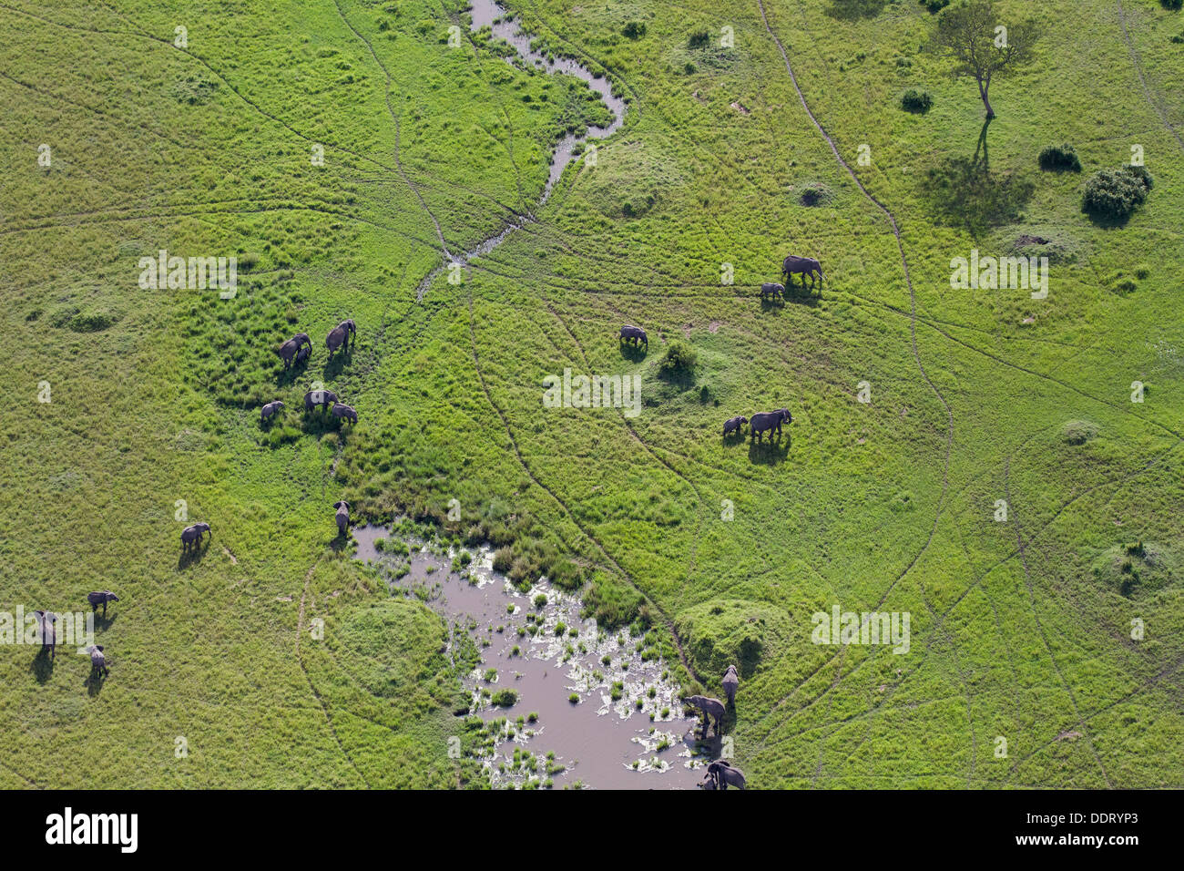 African elep hi-res stock photography and images - Alamy