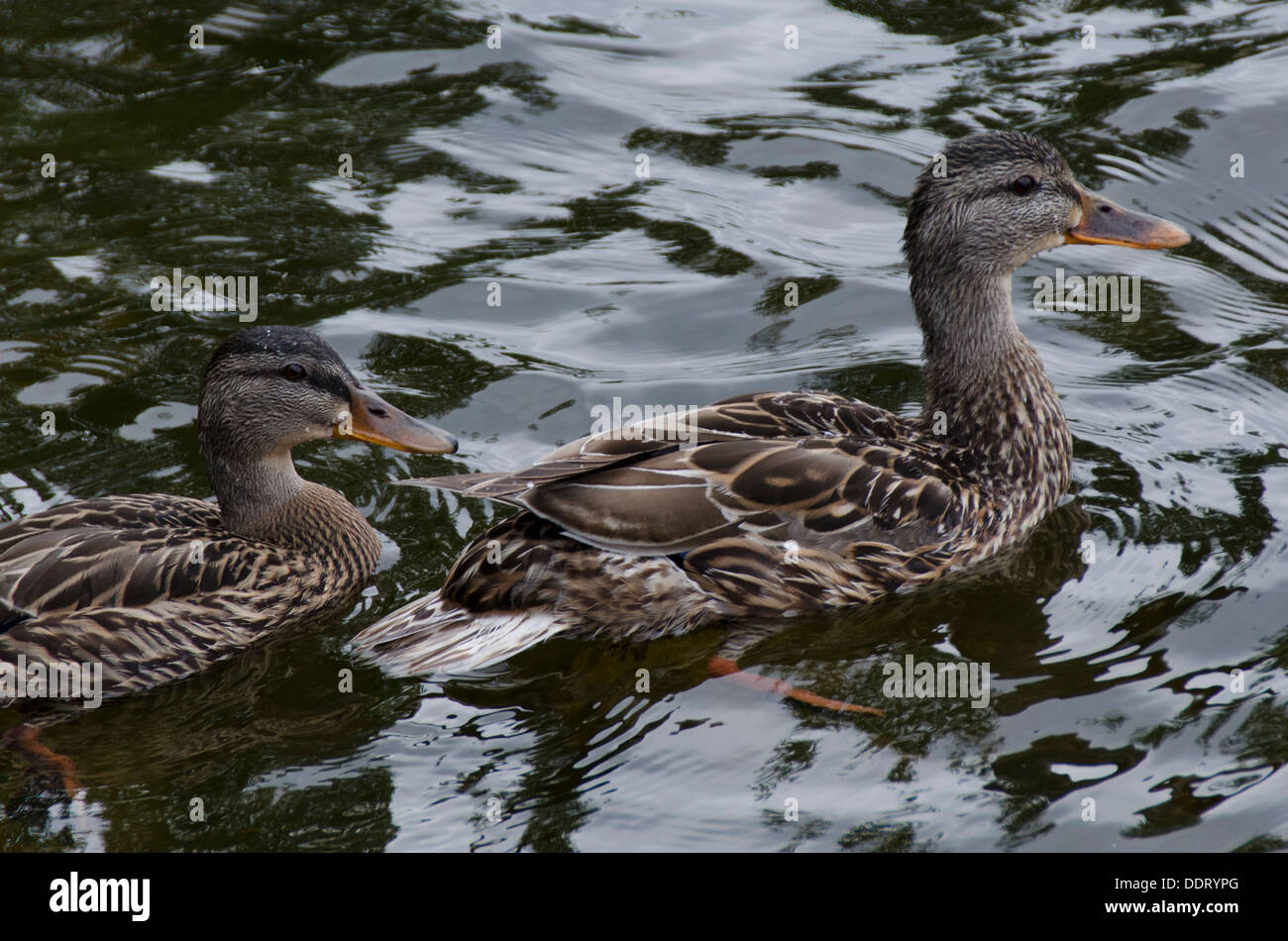 Ducks at Lake of The Woods, Keewatin, Ontario, Canada Stock Photo - Alamy