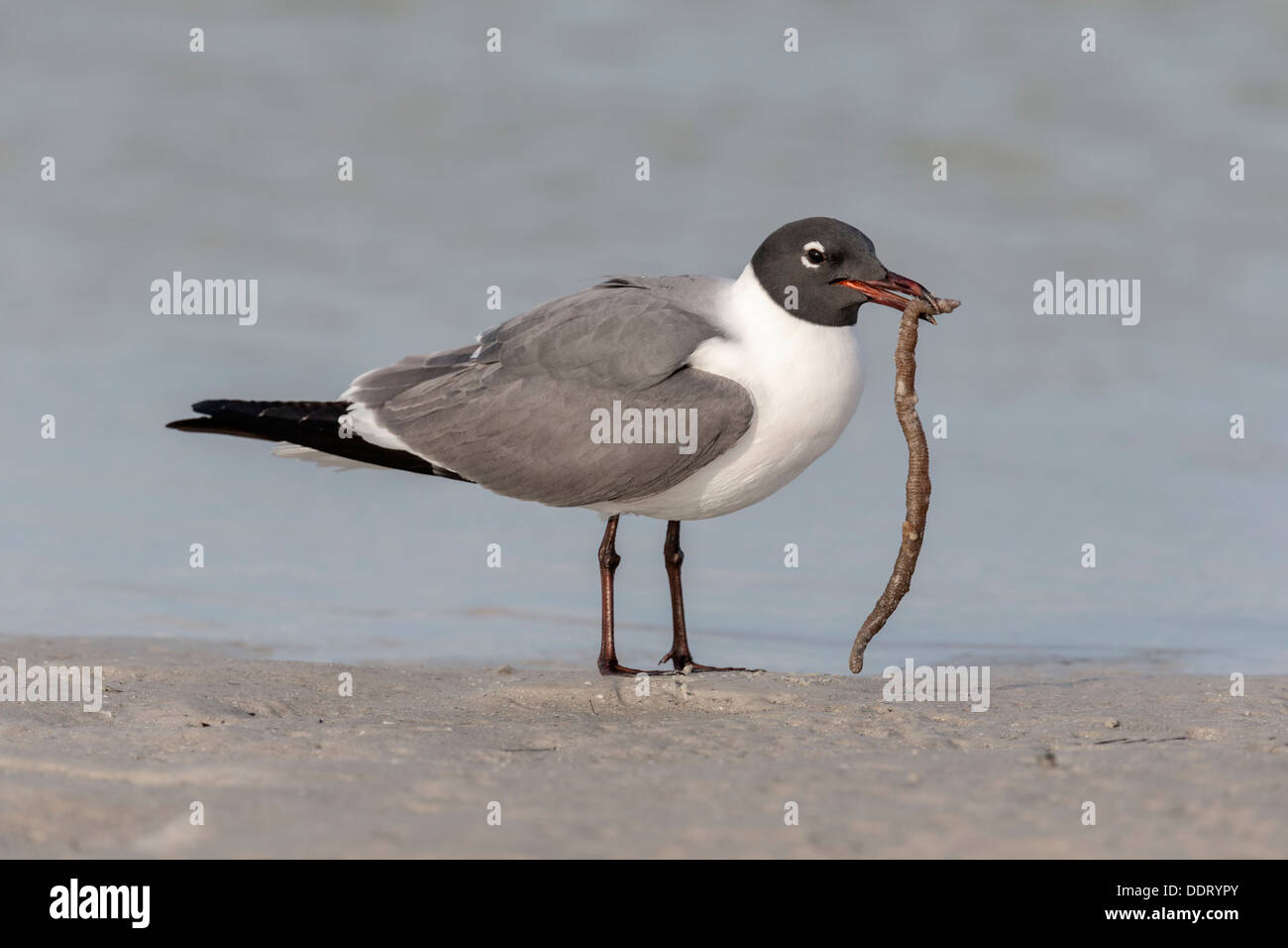 Laughing gull eating worm hi-res stock photography and images - Alamy
