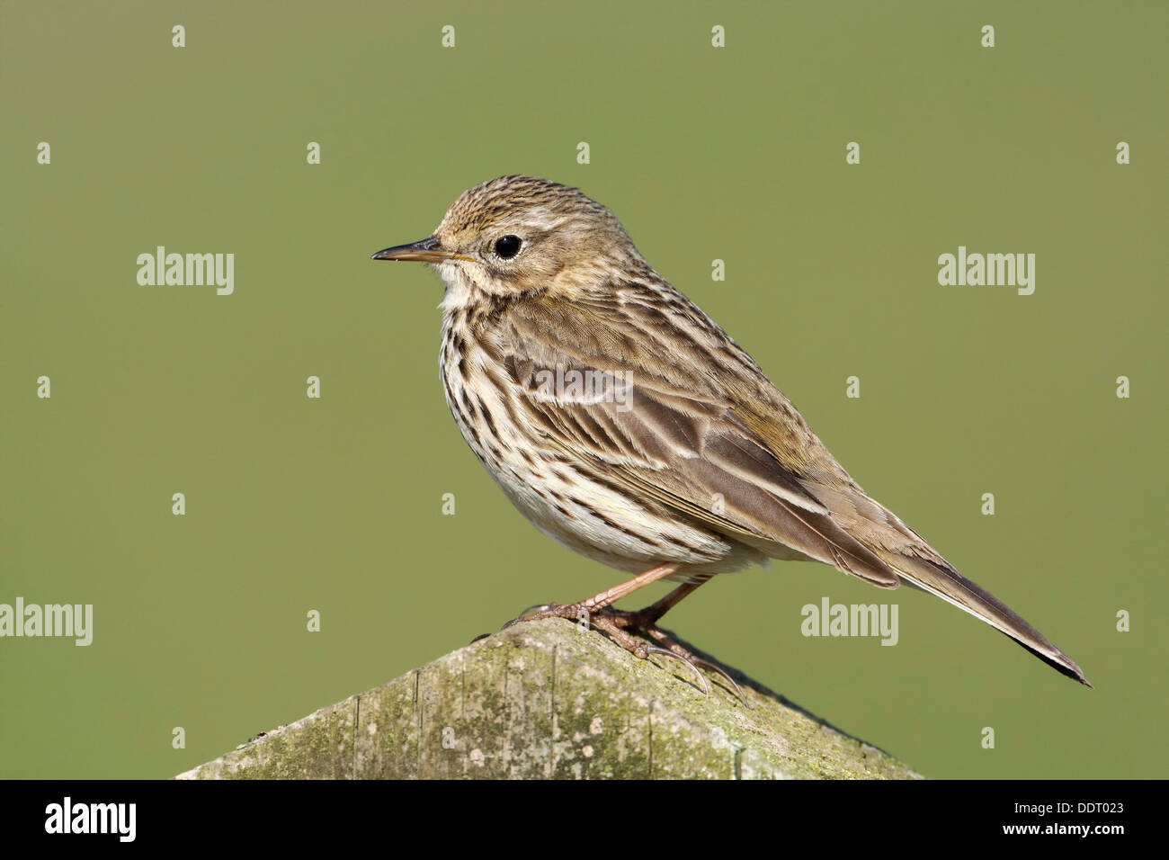 Small pipit hi-res stock photography and images - Alamy