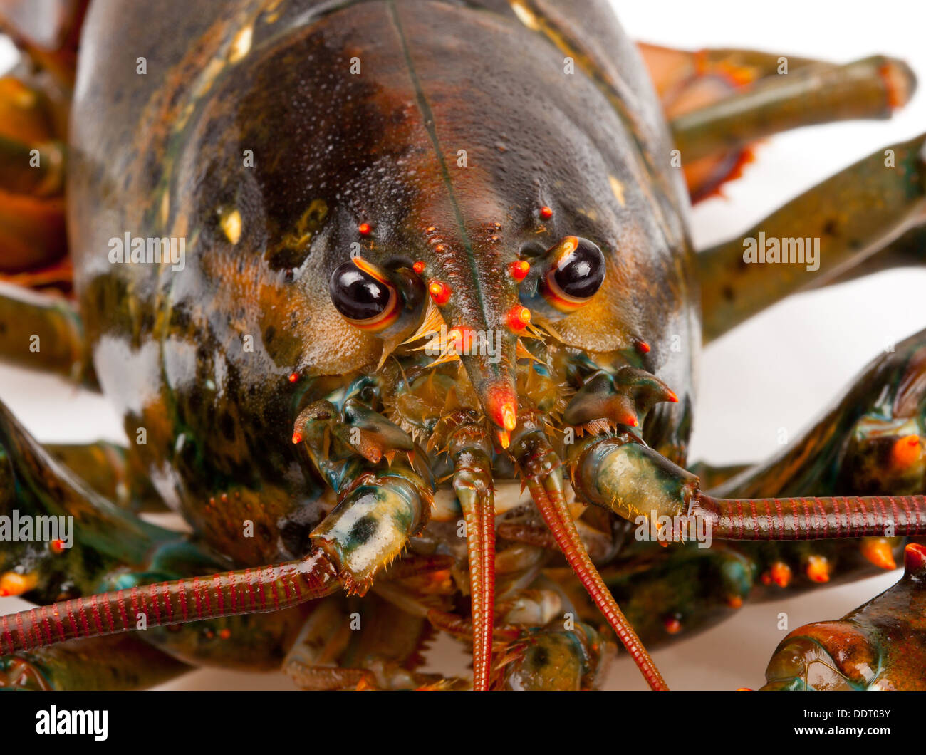 Macro of living lobster isolated on white background Stock Photo - Alamy