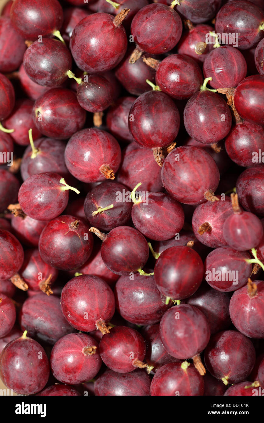 Gooseberries, 'Hinnomaki Red'. soft fruit Stock Photo - Alamy
