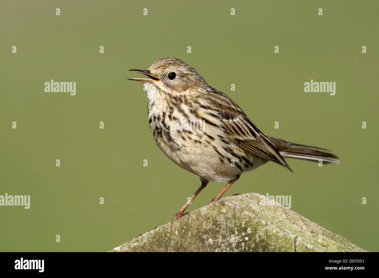 Small pipit hi-res stock photography and images - Alamy