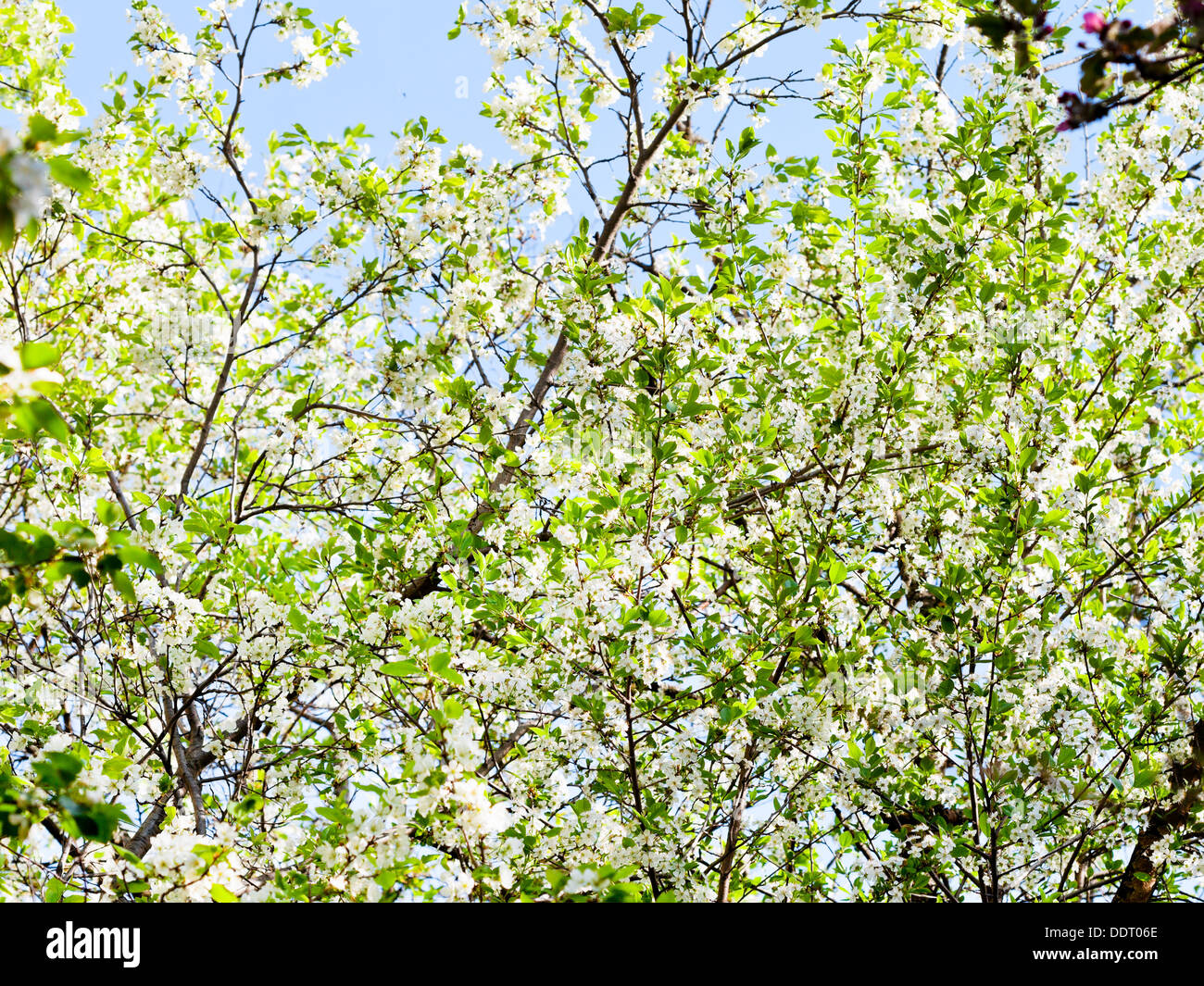 white blossoming tree in orchard in spring day Stock Photo - Alamy